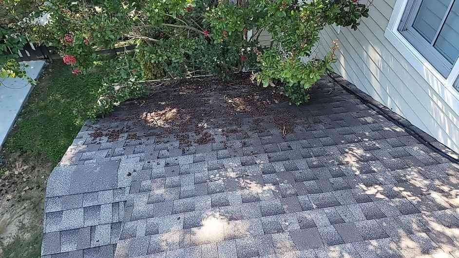 3 Ways Trees Can Damage Your Roof