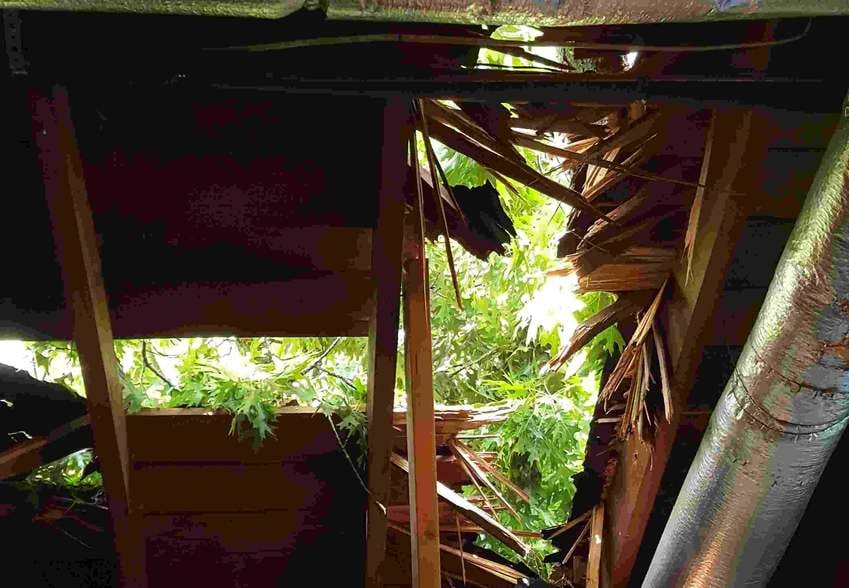 What Should You Do If a Tree Falls on Your Roof?